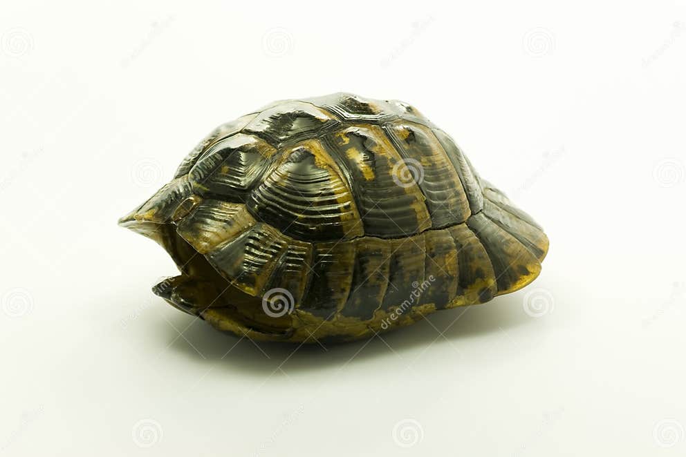 Shell of a dead turtle stock photo. Image of white, turtle - 7362596