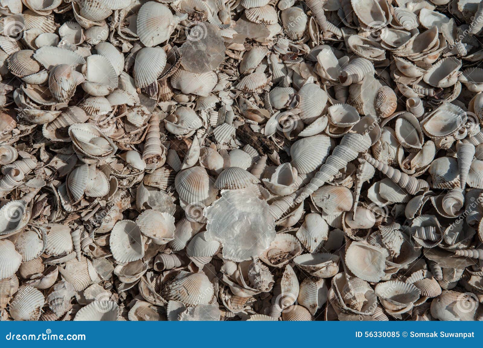 Shell debris pile stock image. Image of nature, stone - 56330085