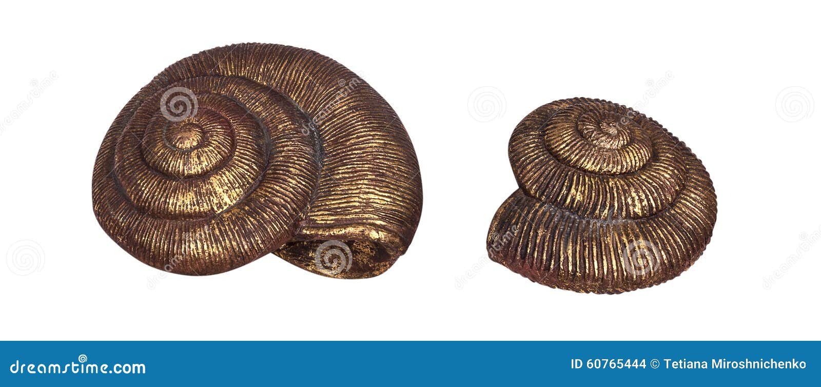 Shell decorative plaster stock photo. Image of decoration - 60765444