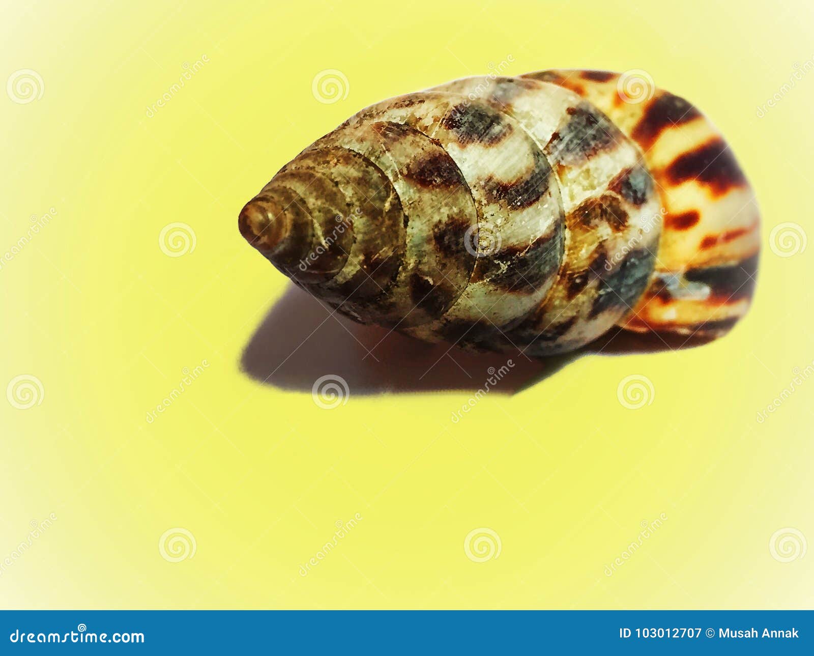 Shell del caracol imagen de archivo. Imagen de caracol - 103012707