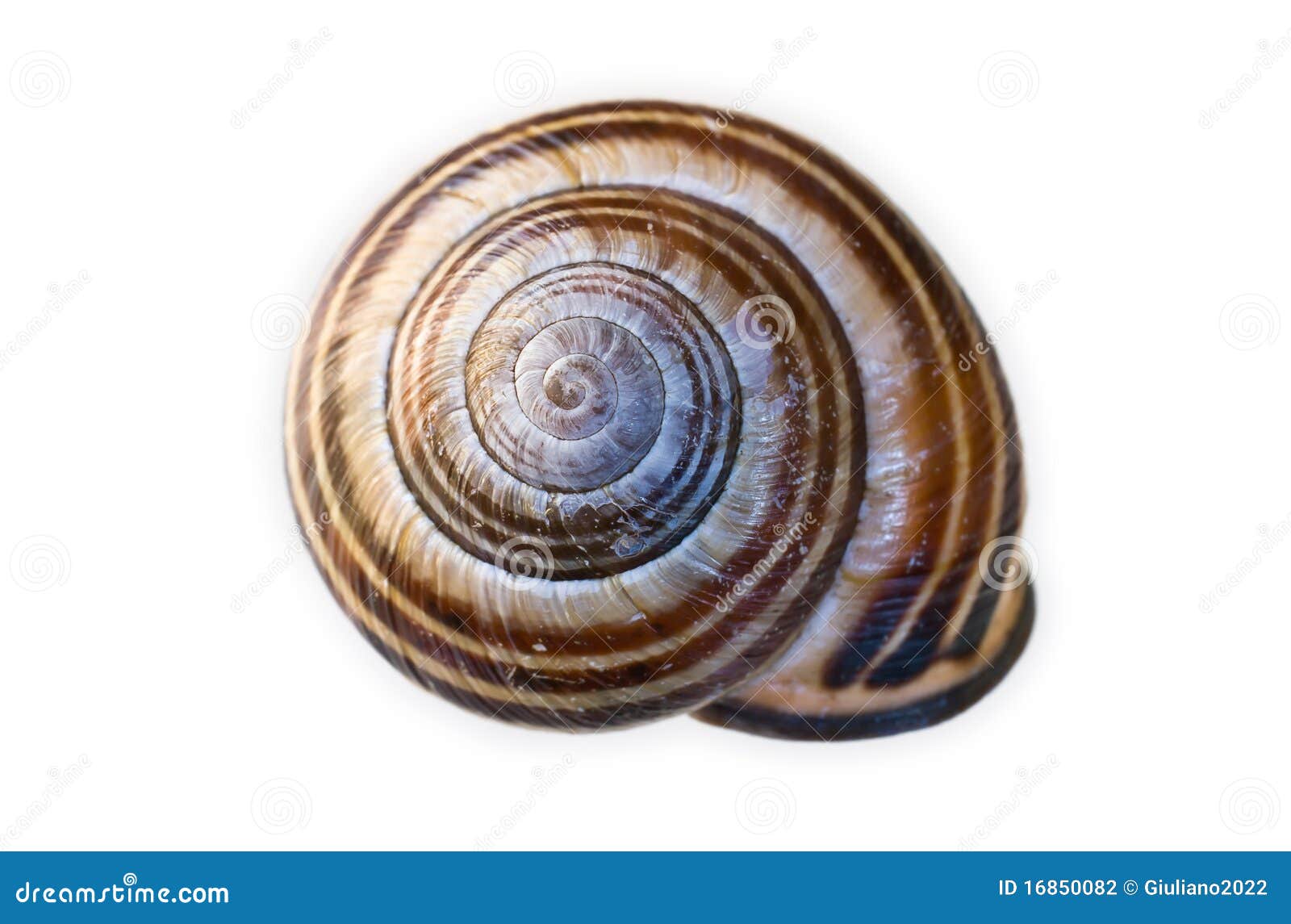 Shell del caracol foto de archivo. Imagen de fondo, moluscos - 16850082