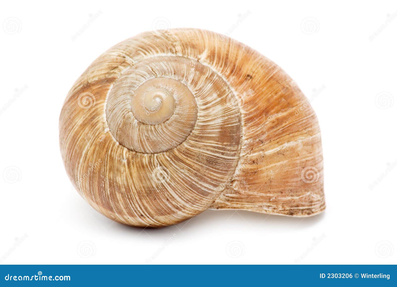 Shell del caracol foto de archivo. Imagen de lingote, deslizar - 2303206