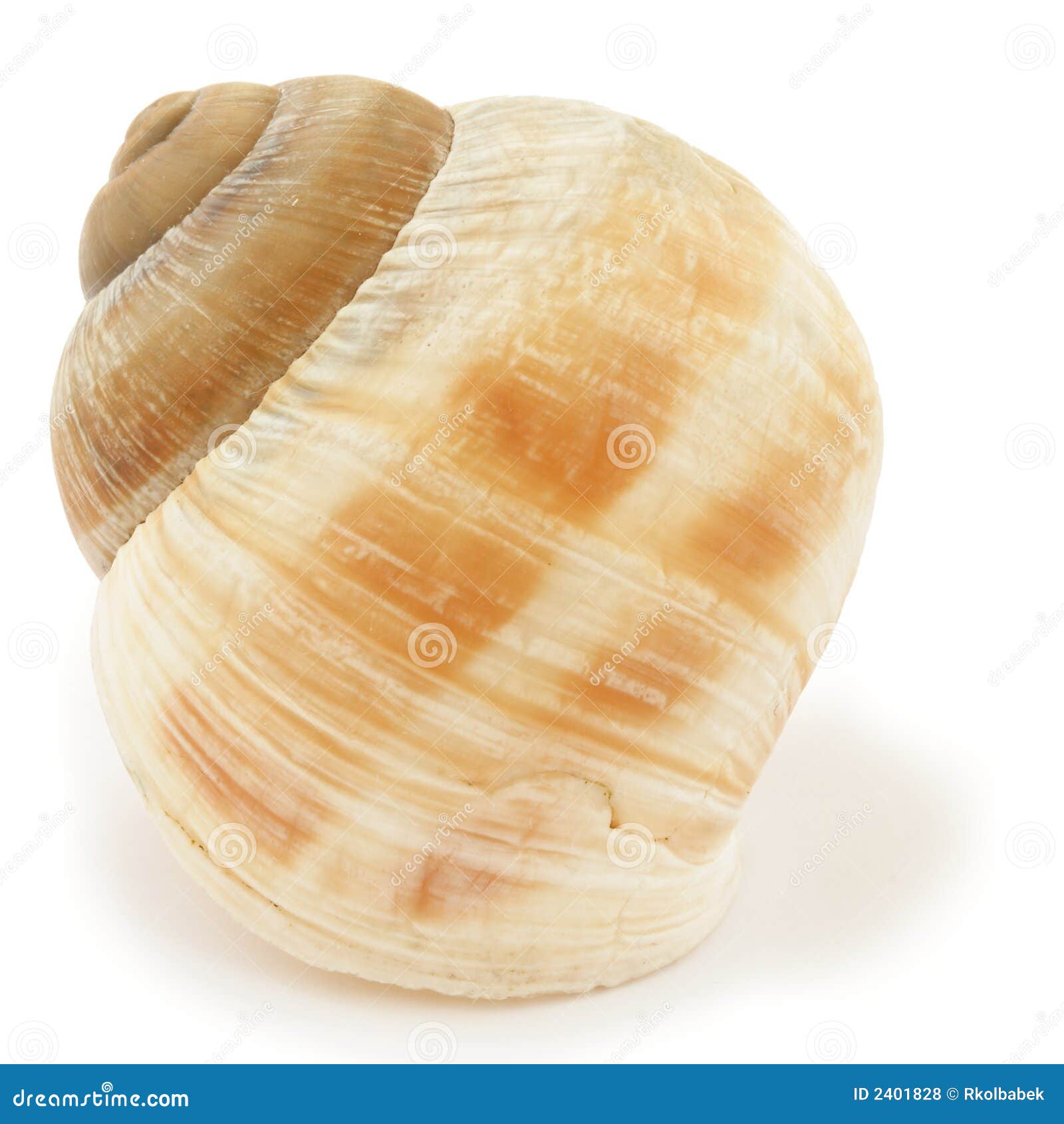 Shell del caracol foto de archivo. Imagen de blanco, sombra - 2401828