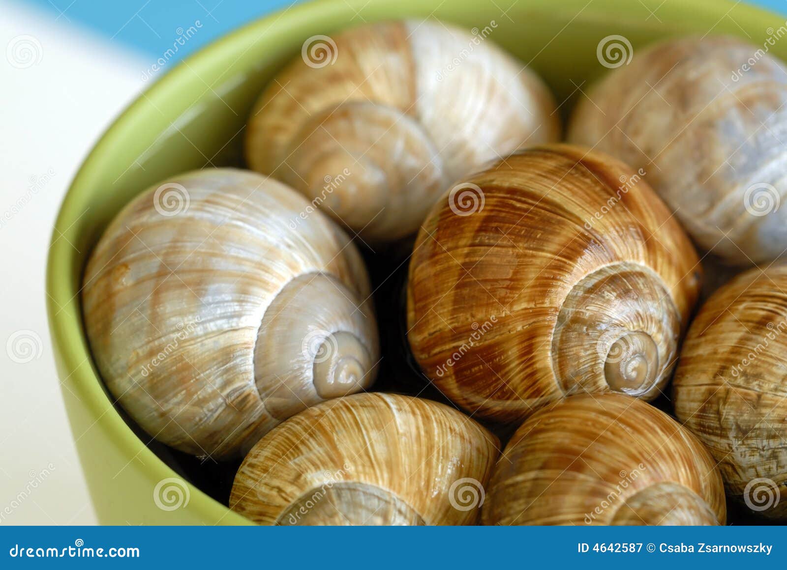 Shell del caracol imagen de archivo. Imagen de personas - 4642587