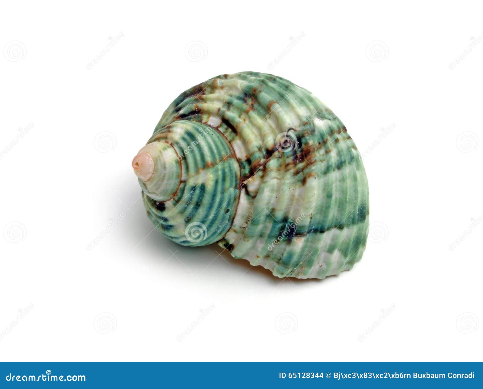 Shell del caracol foto de archivo. Imagen de azul, concha - 65128344