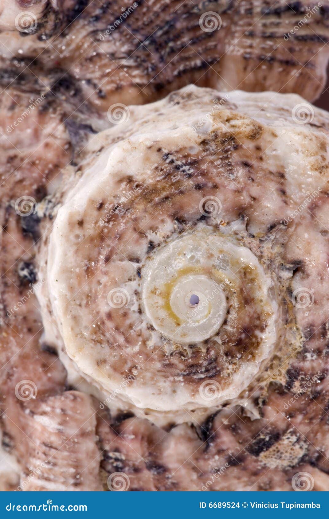 Shell del caracol foto de archivo. Imagen de verano, playa - 6689524