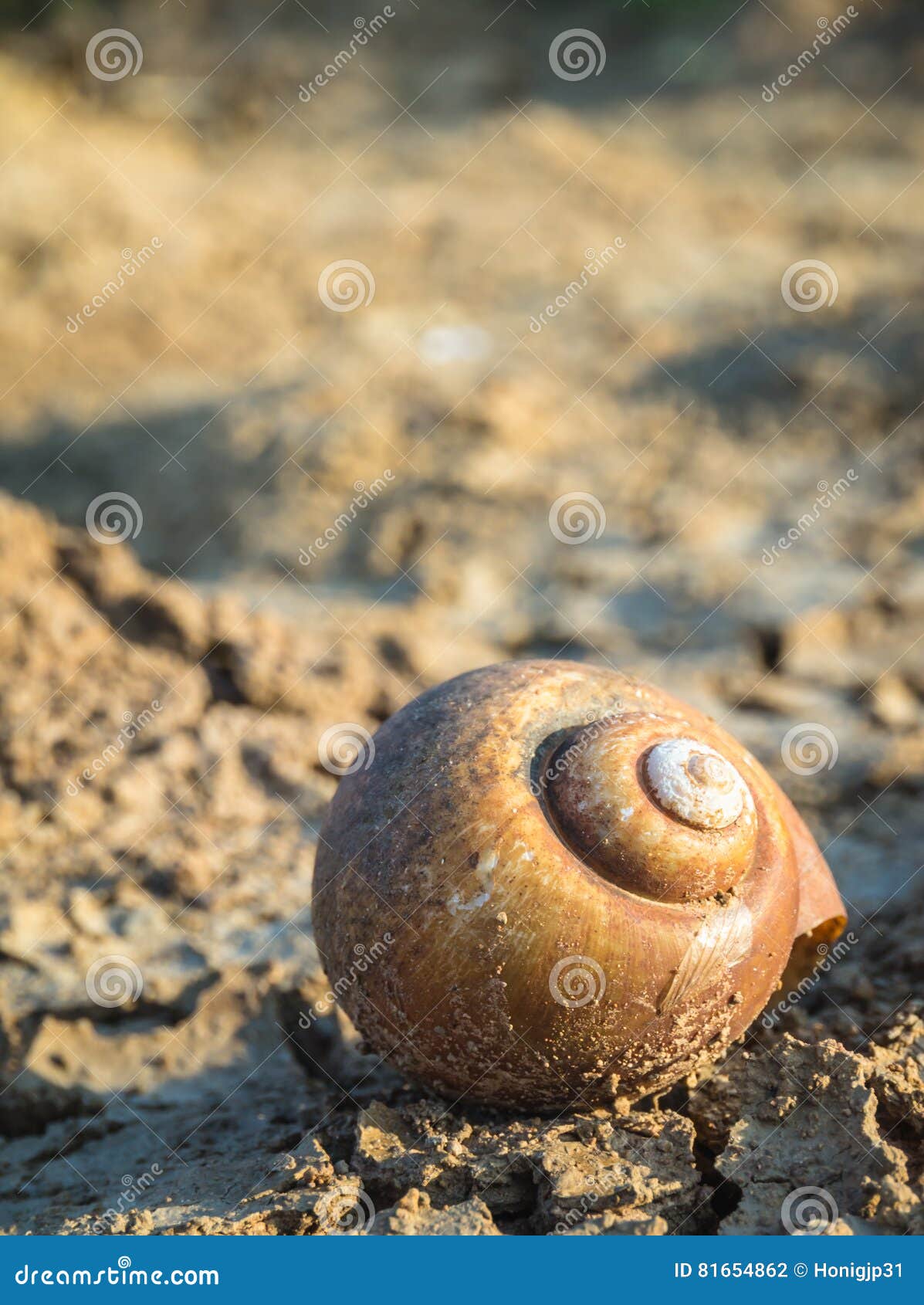 Shell del caracol foto de archivo. Imagen de texturizado - 81654862