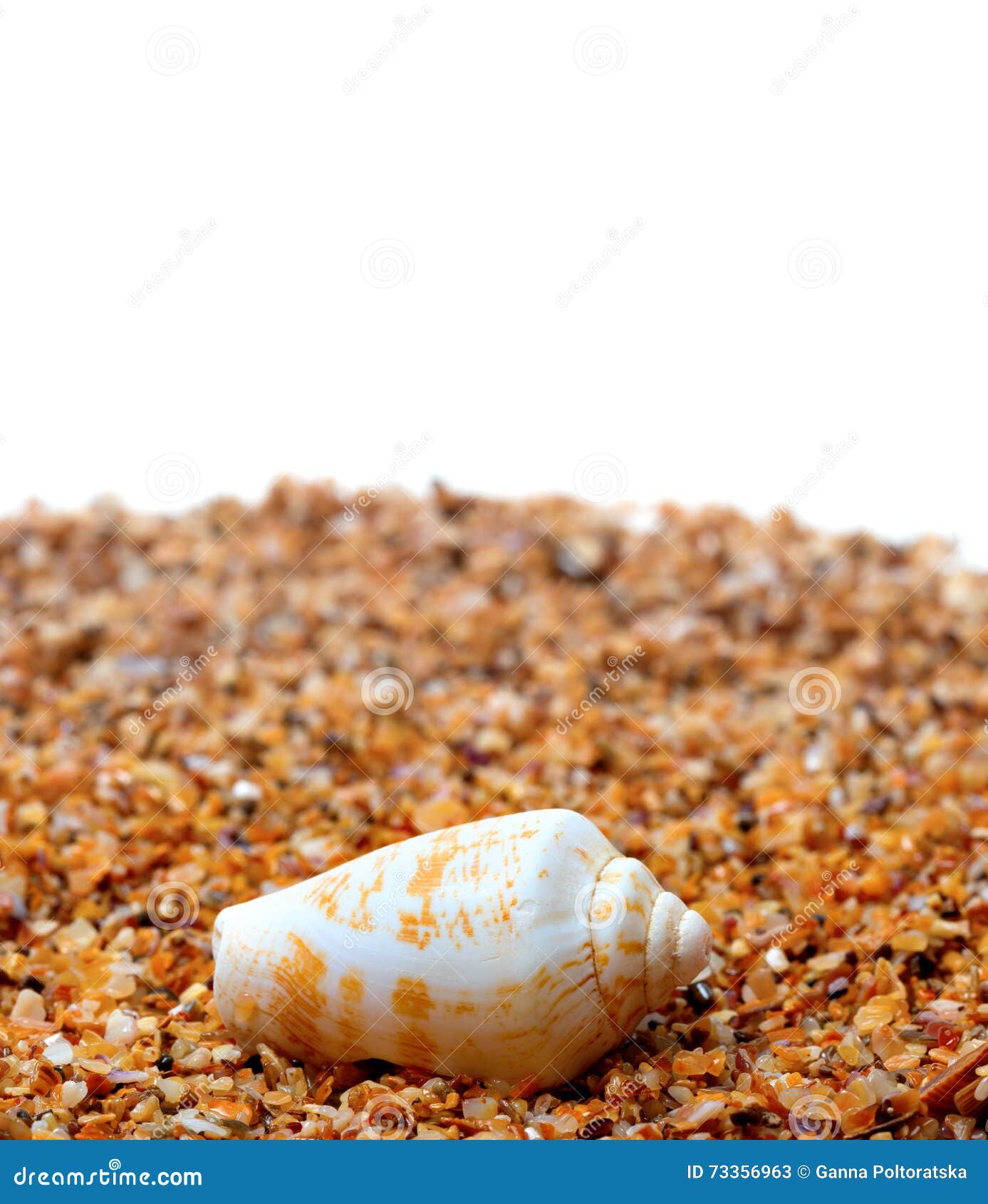 Shell Del Caracol Del Cono En La Arena Imagen de archivo - Imagen de ...