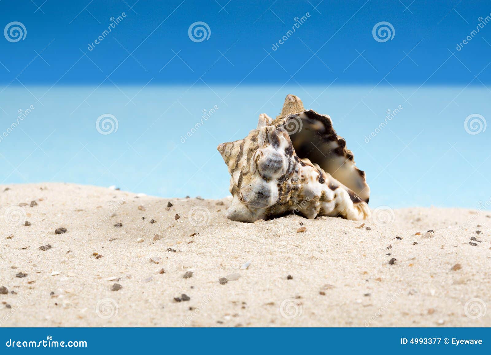 Shell Del Caracol En Arena En La Playa Imagen de archivo - Imagen de ...