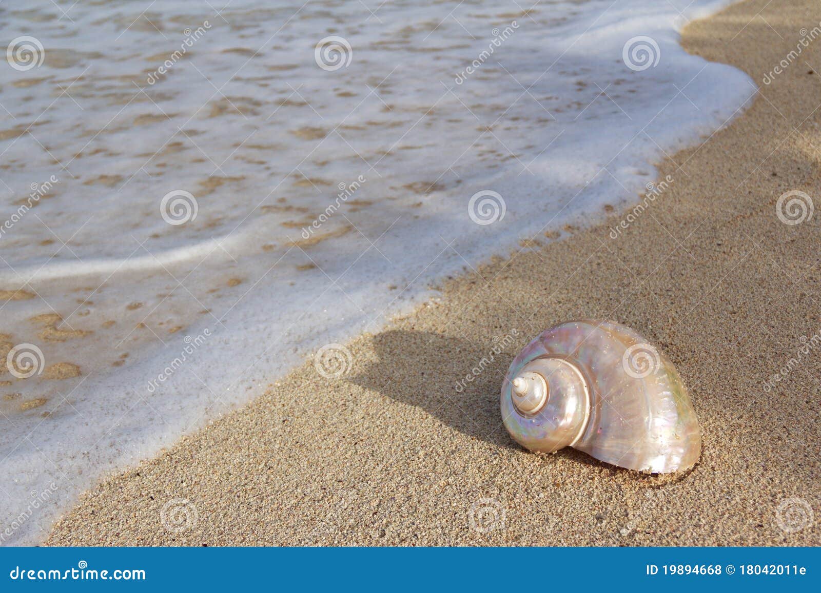 Shell Del Caracol En La Playa Foto de archivo - Imagen de cubo, arena ...