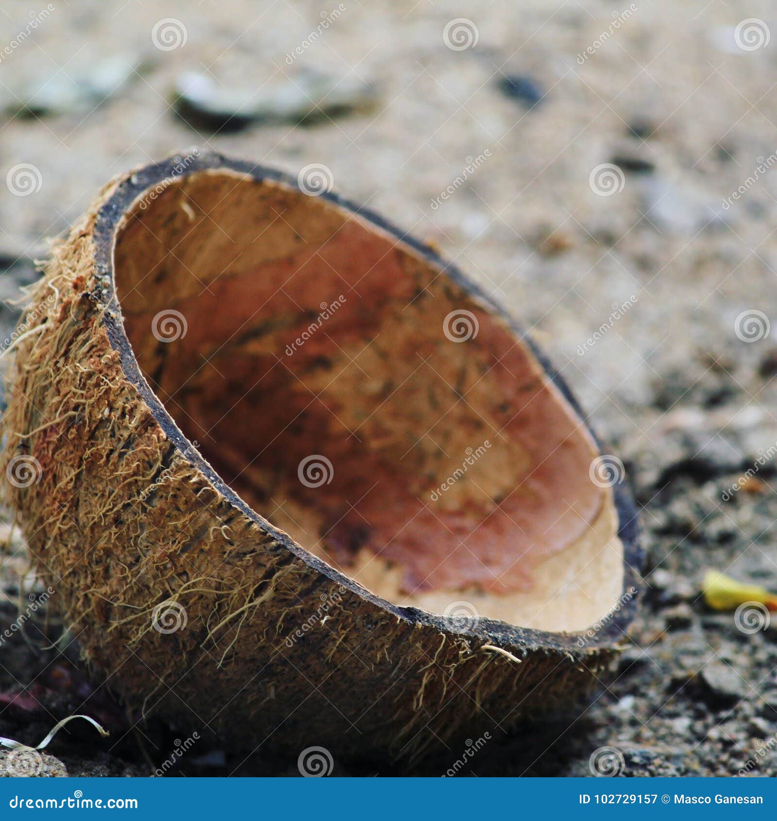 Shell del coco imagen de archivo. Imagen de cara, cubo - 102729157