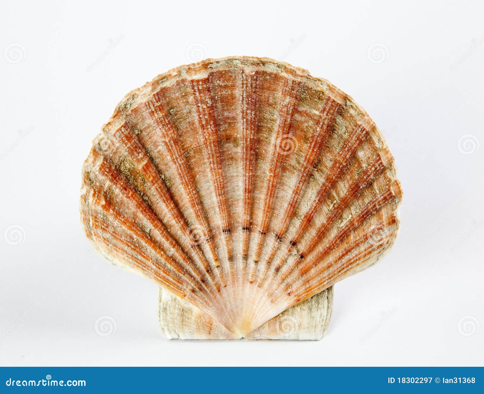 Shell del mar imagen de archivo. Imagen de fauna, roca - 18302297