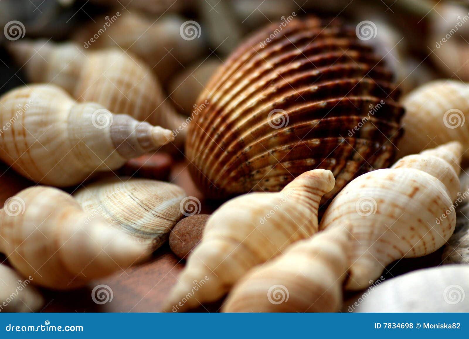 Shell del mar foto de archivo. Imagen de forma, océano - 7834698