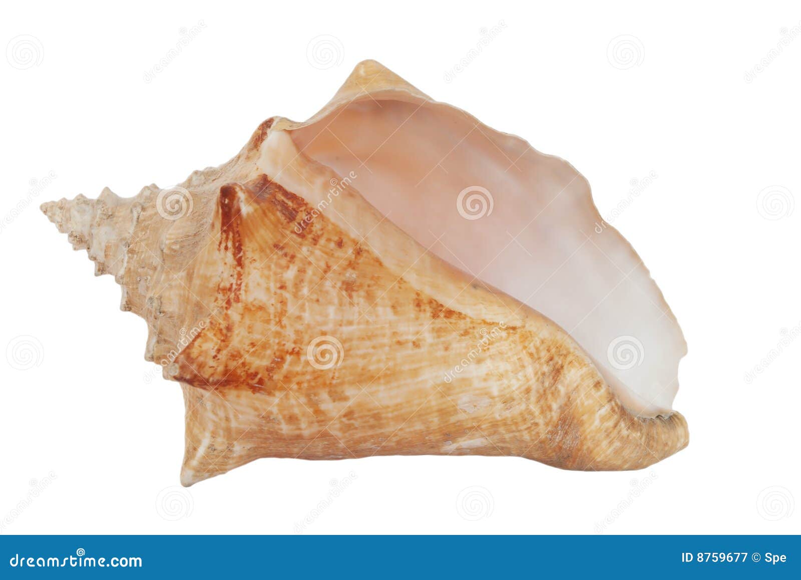 Shell del mar imagen de archivo. Imagen de caracol, horizontal - 8759677