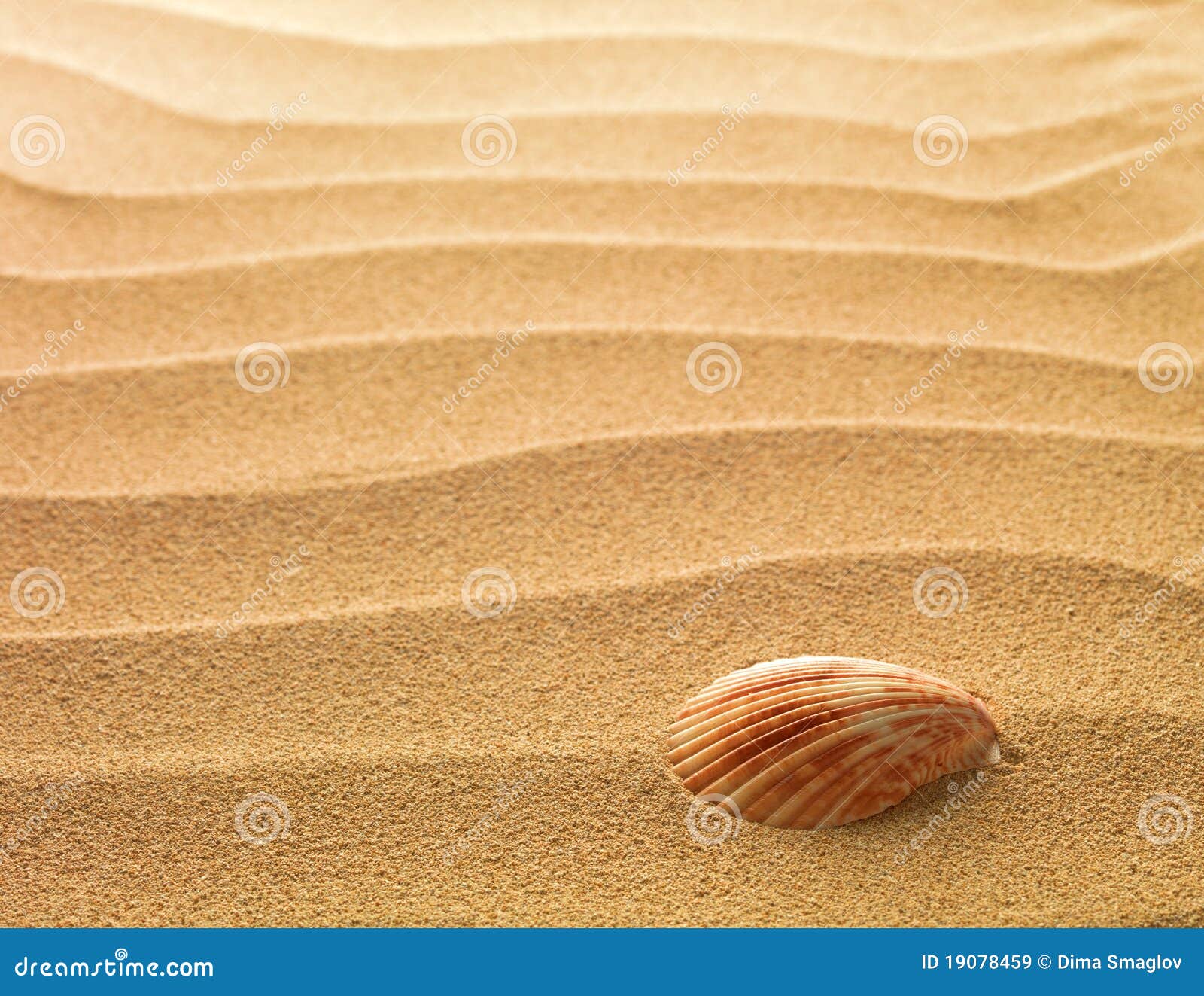 Shell del mar con la arena imagen de archivo. Imagen de concha - 19078459
