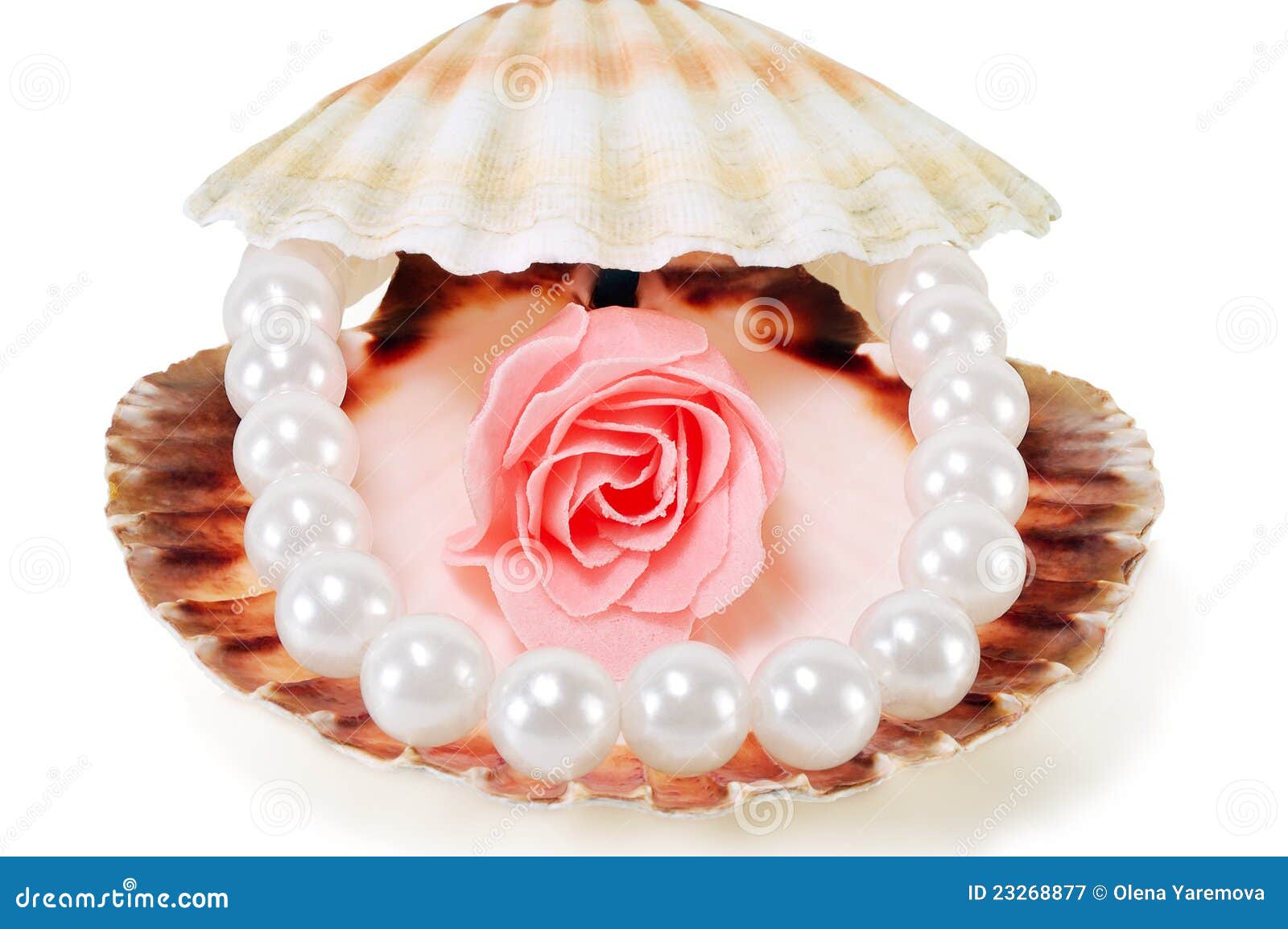 Shell Del Mar Con Perlas Y Una Rosa Imagen de archivo - Imagen de rosa ...