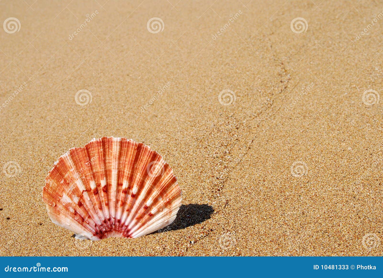 Shell del mar en la arena imagen de archivo. Imagen de imagen - 10481333