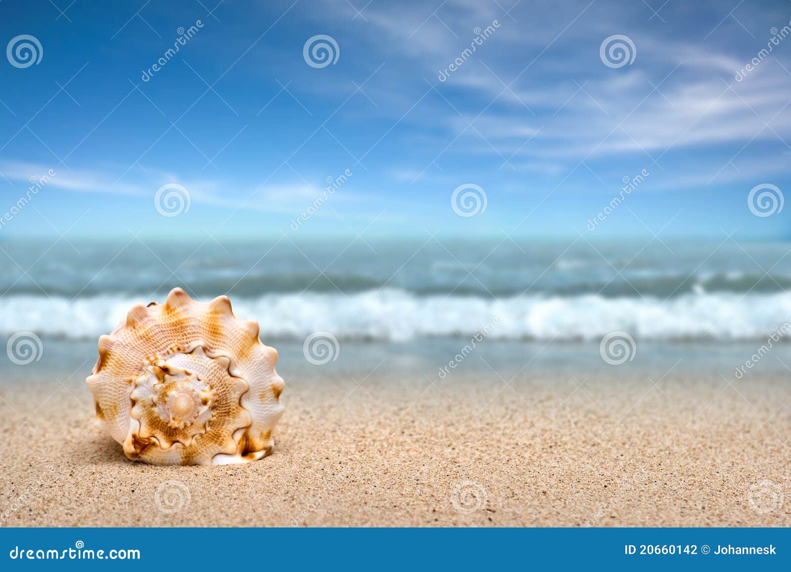 Shell del mar en la arena foto de archivo. Imagen de océano - 20660142