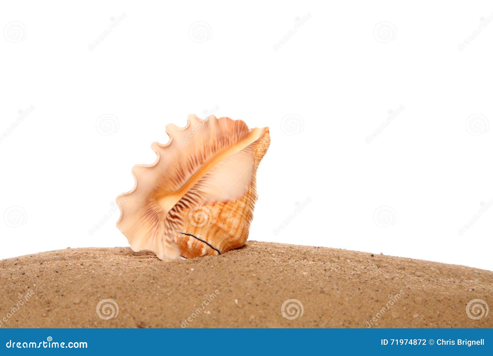 Shell del mar en la arena foto de archivo. Imagen de relajante - 71974872