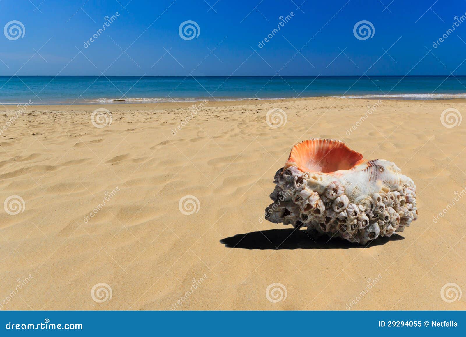 Shell del mar en la playa imagen de archivo. Imagen de océano - 29294055