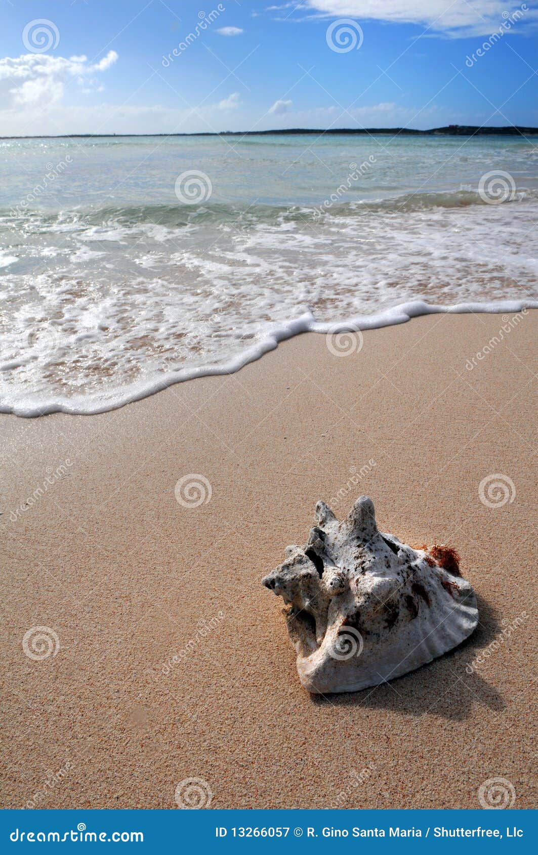 Shell Del Mar En La Playa Tropical Imagen de archivo - Imagen de ...