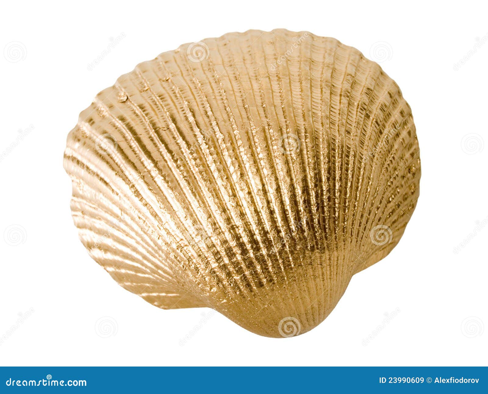 Shell del oro. imagen de archivo. Imagen de primer, blanco - 23990609
