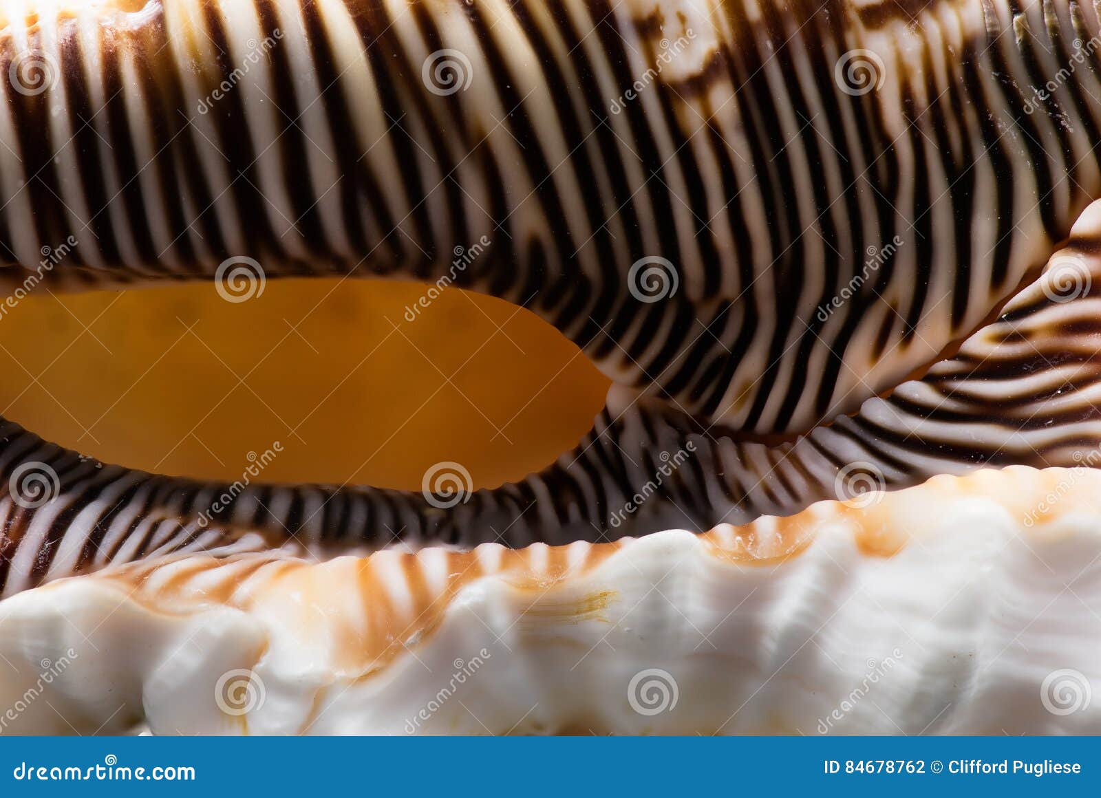 Shell Detail stock photo. Image of spiral, marine, intricate - 84678762