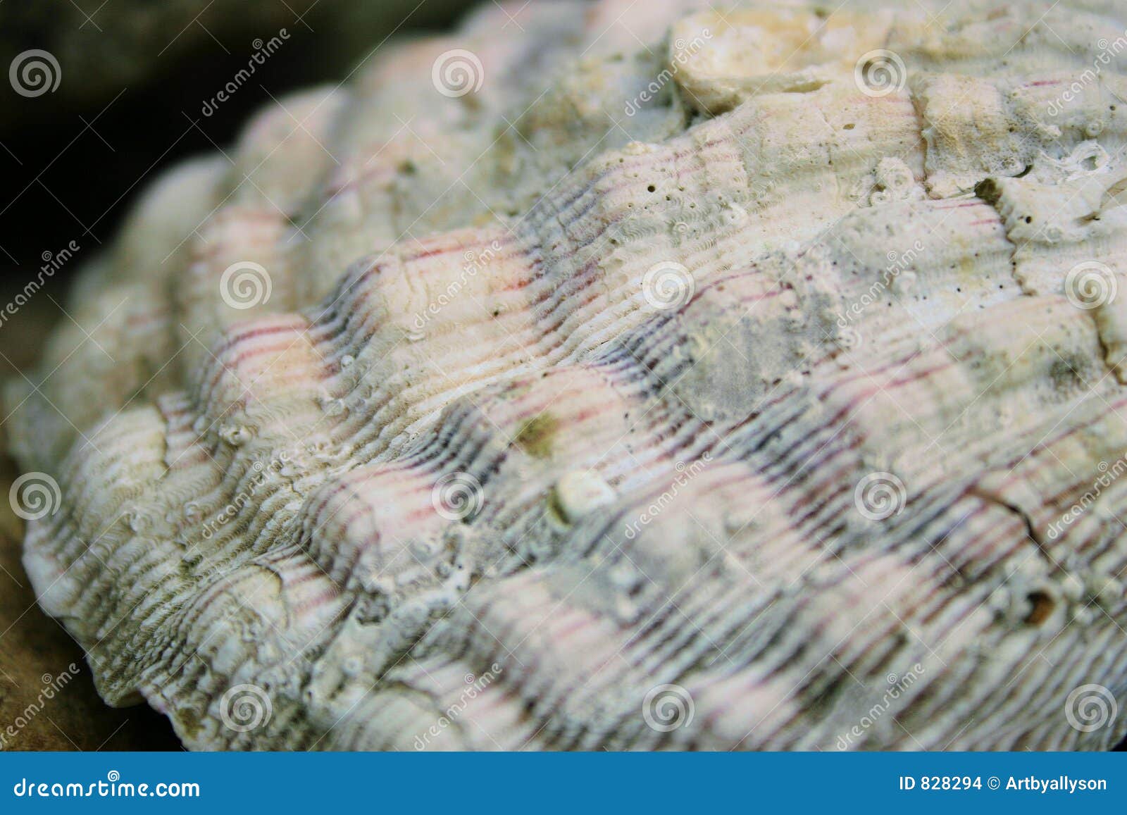 Shell details stock photo. Image of bivalve, print, shell - 828294