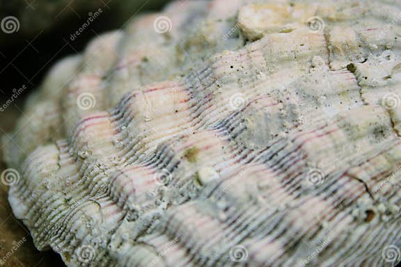 Shell details stock photo. Image of bivalve, print, shell - 828294