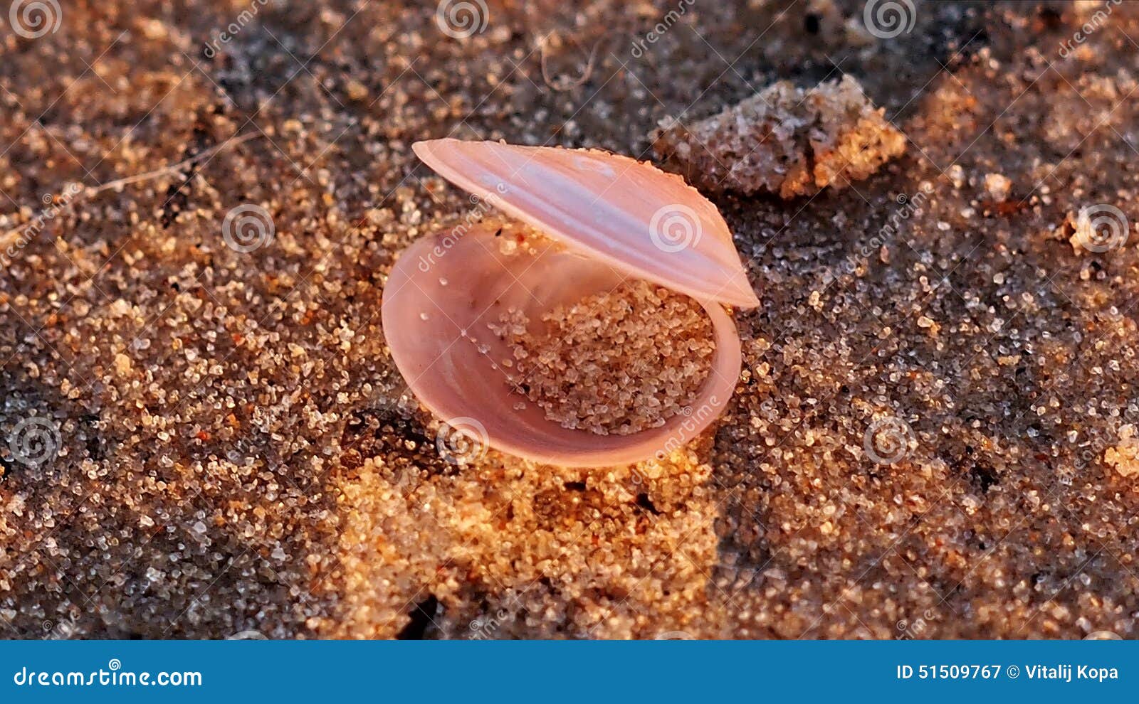 Sea shell stock image. Image of world, shore, shell, water - 51509767