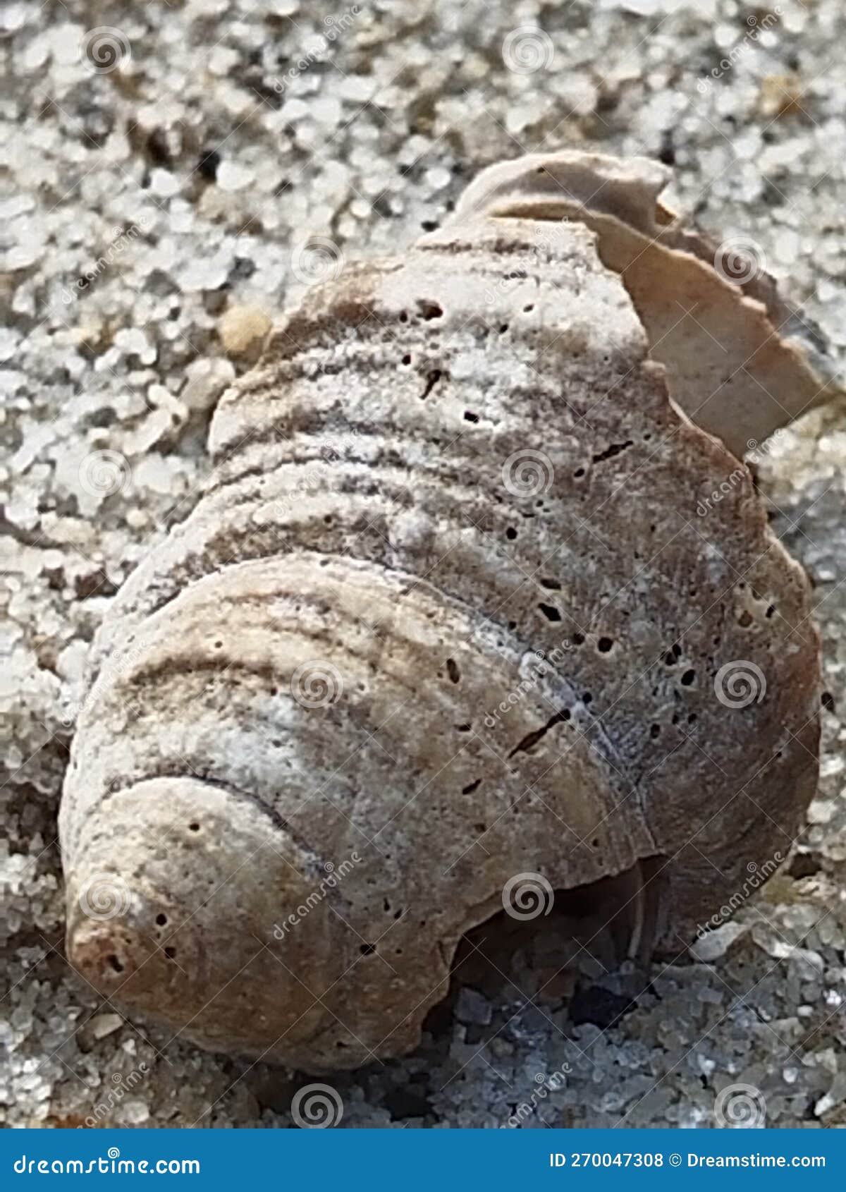 Shell with Die Adapt for Nature Stock Photo - Image of adapt, carving ...