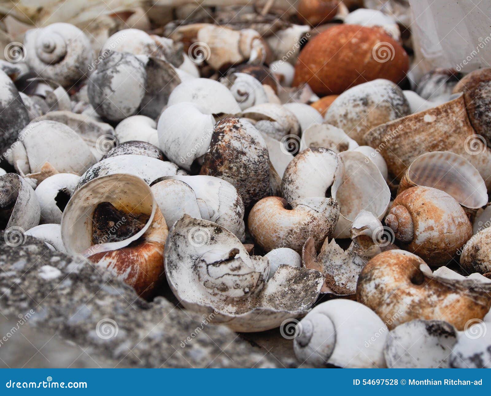 Shell died stock photo. Image of humidity, outdoors, asia - 54697528