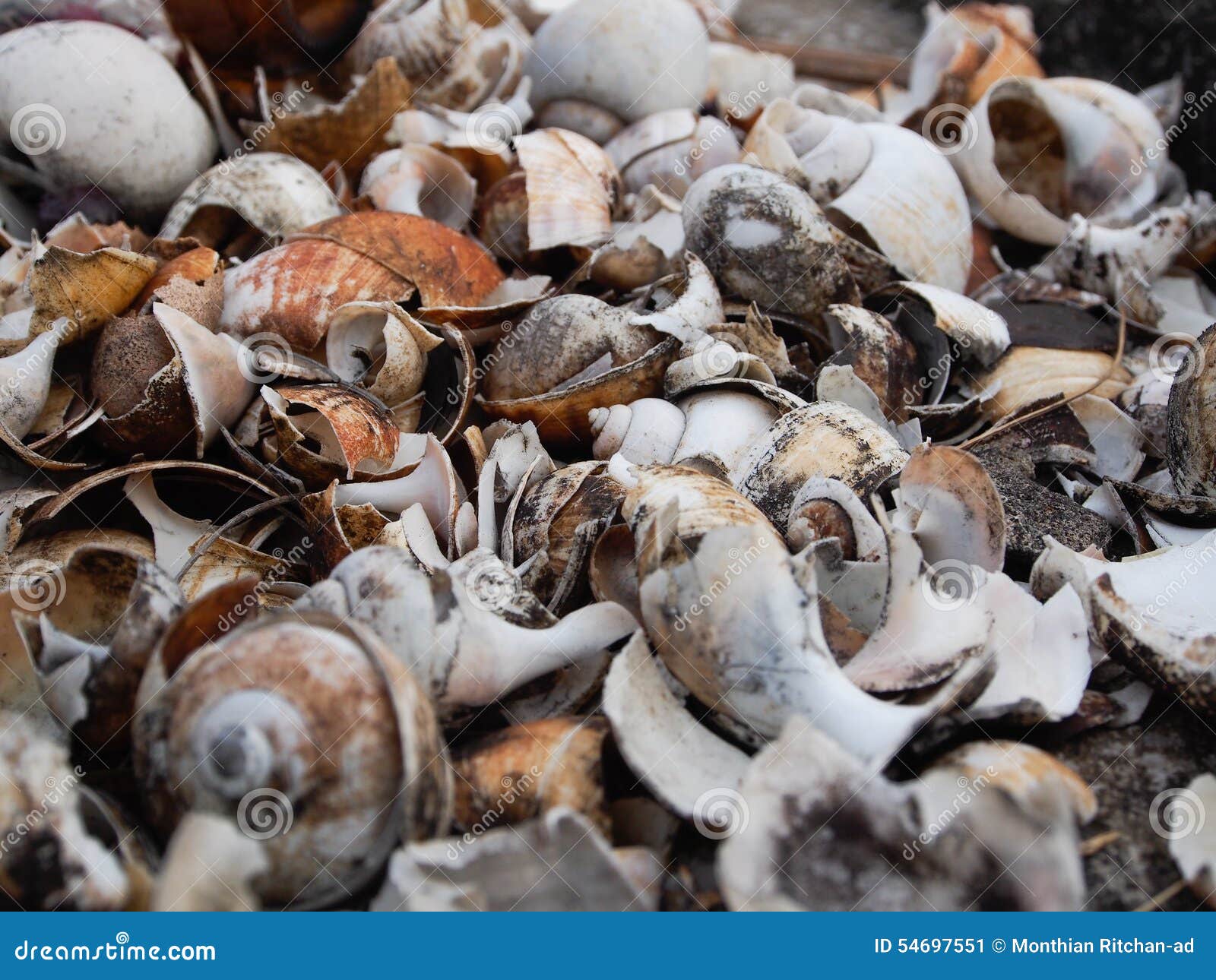 Shell died stock image. Image of ground, death, clay - 54697551