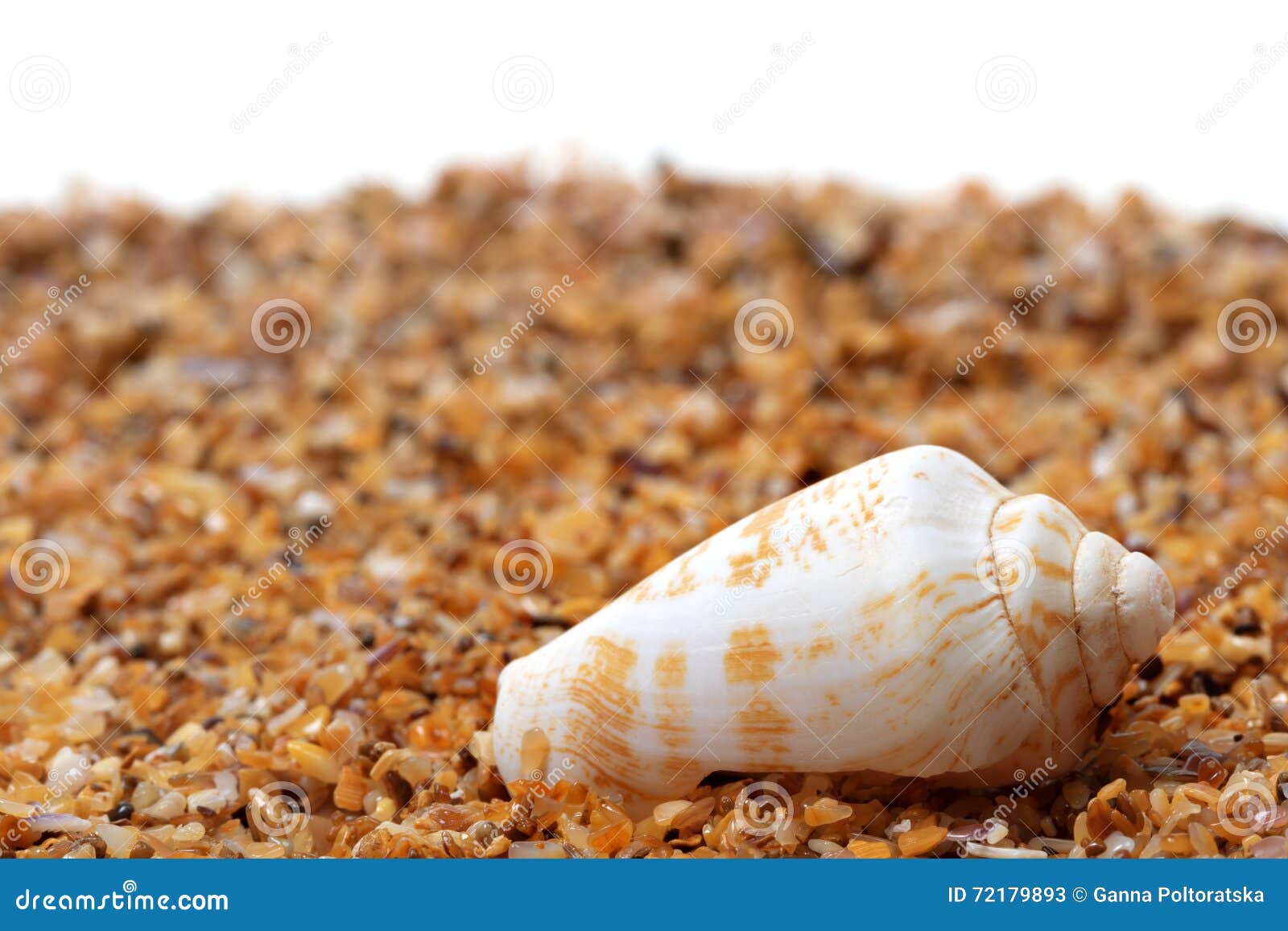 Shell Do Caracol Do Cone Na Areia Imagem de Stock - Imagem de molusco ...