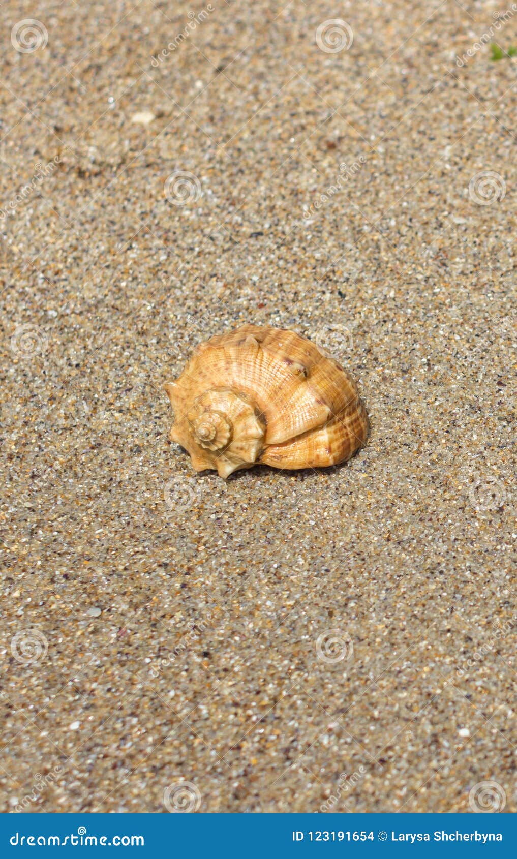 Shell do caracol na praia foto de stock. Imagem de concha - 123191654