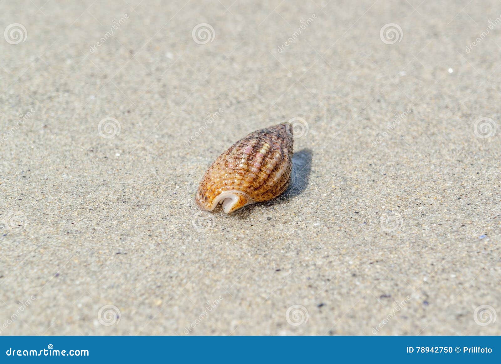 Shell do caracol na praia foto de stock. Imagem de ensolarado - 78942750