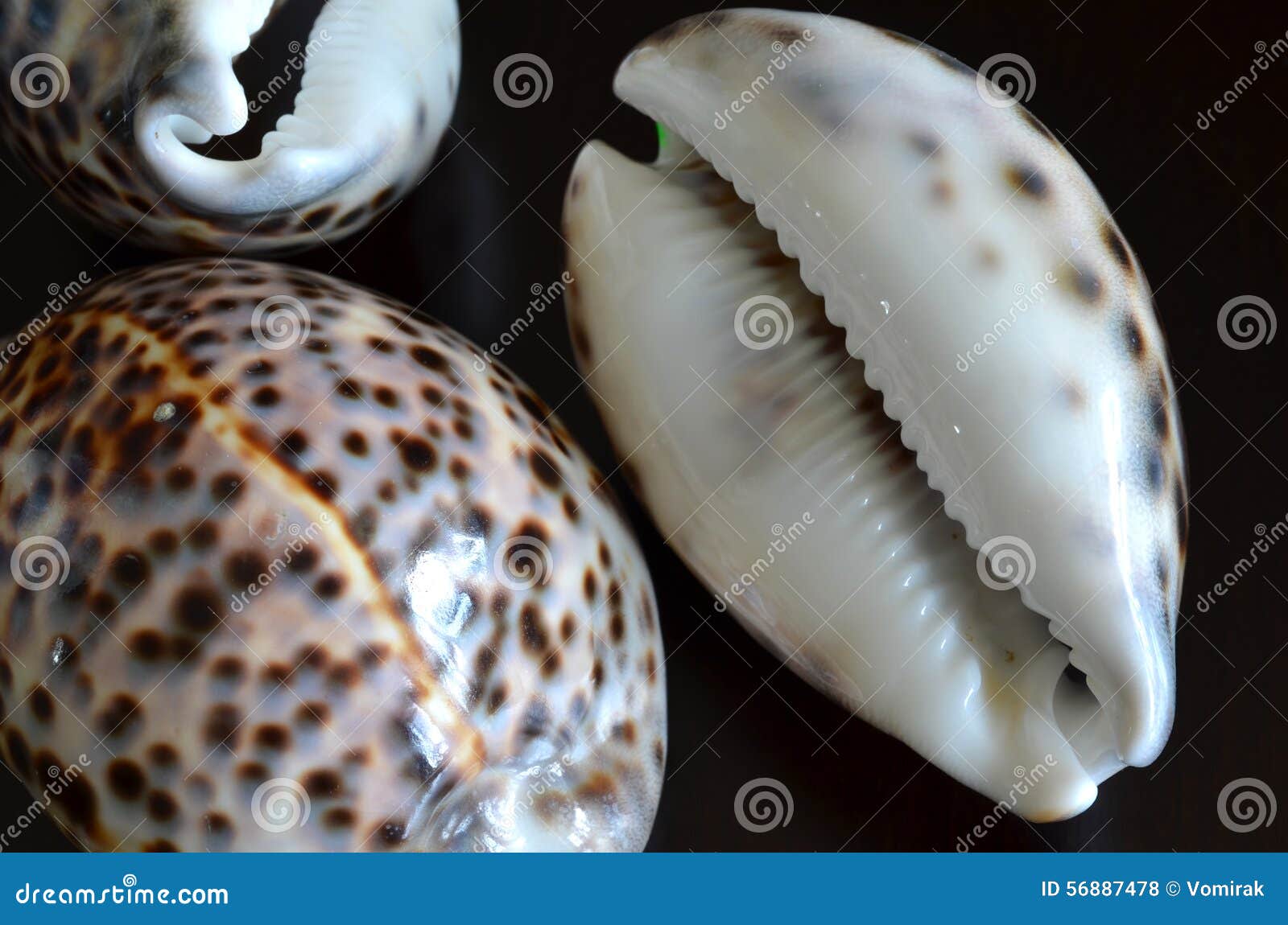 Shell do Cypraea tigris foto de stock. Imagem de reino - 56887478