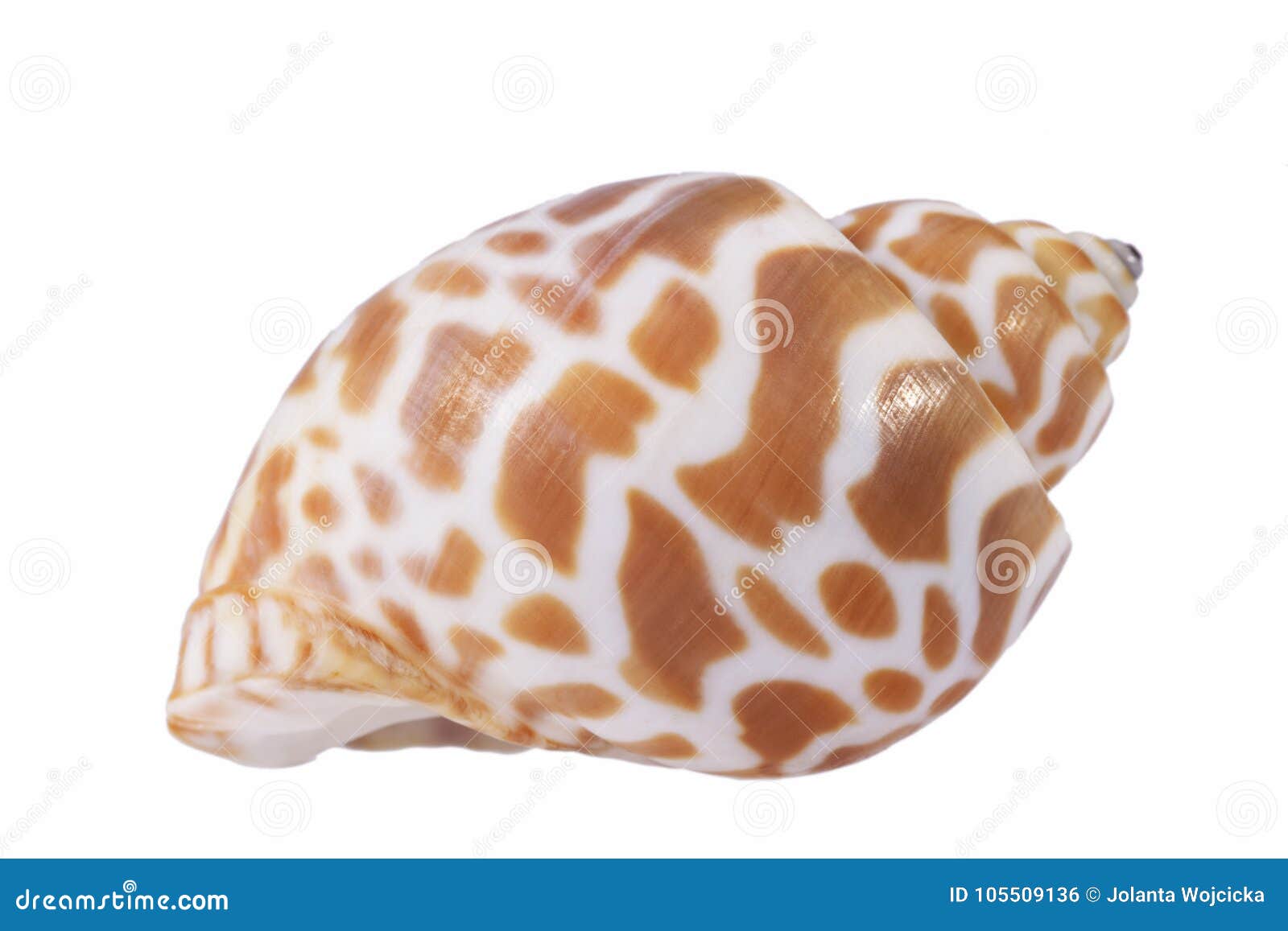 Shell Do Mar Do Caracol Marinho Isolado No Fundo Branco Foto de Stock ...