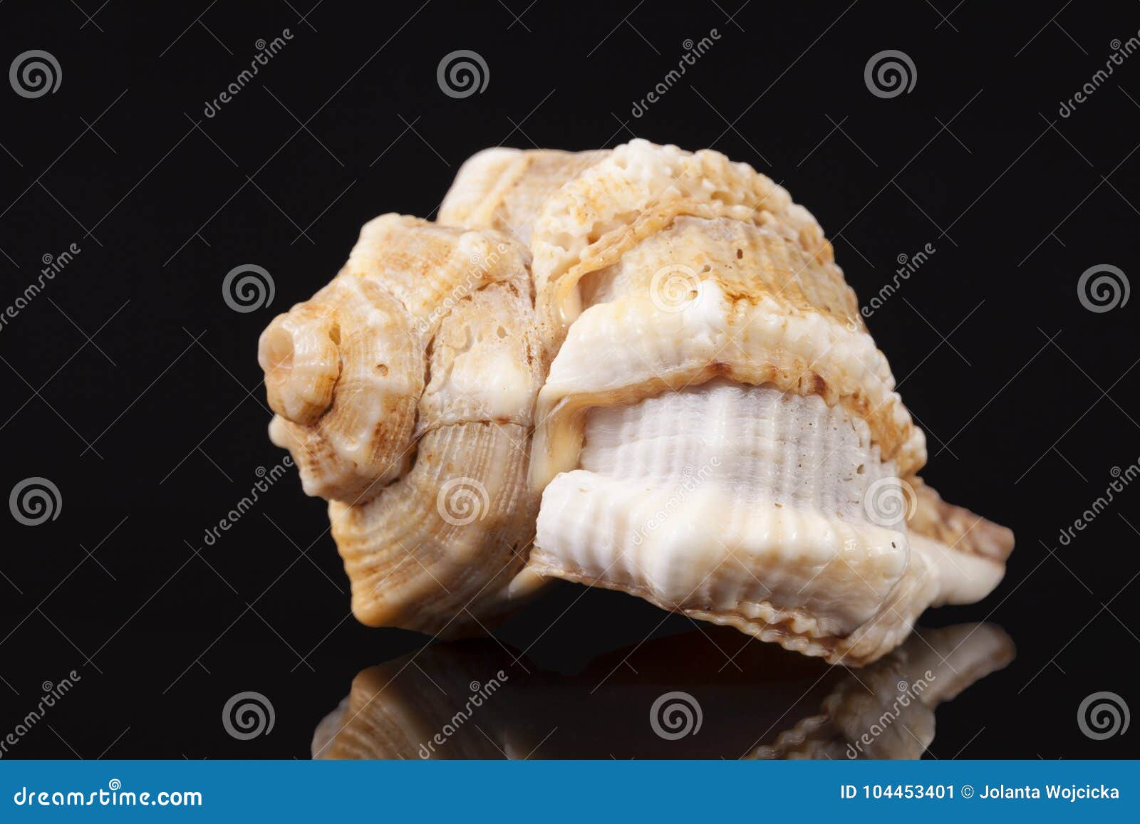 Shell Do Mar Do Caracol Marinho Isolado No Fundo Preto Imagem de Stock ...