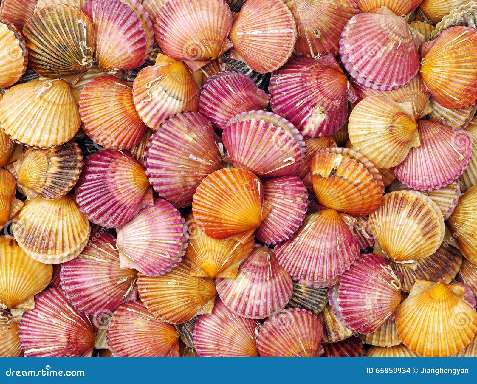 Shell do mar da vieira foto de stock. Imagem de vieira - 65859934