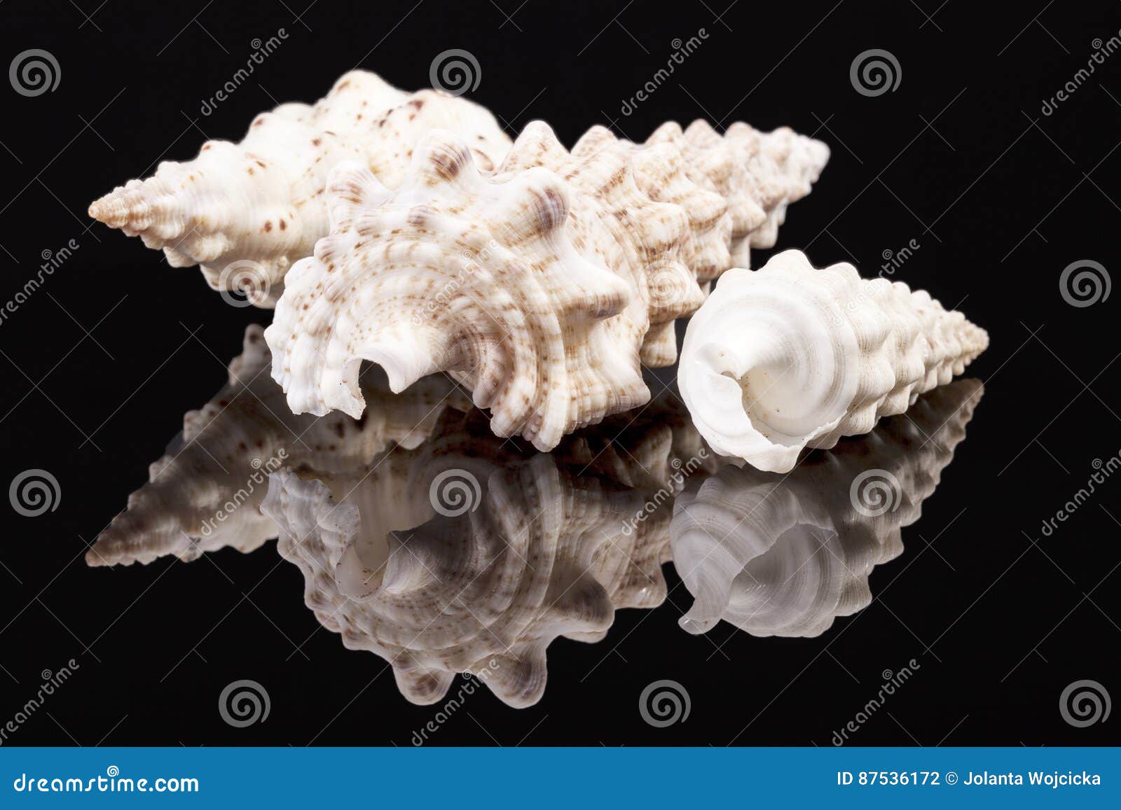 Shell Do Mar Do Caracol Do Eixo Helicoidal Isolados No Fundo Preto Foto ...