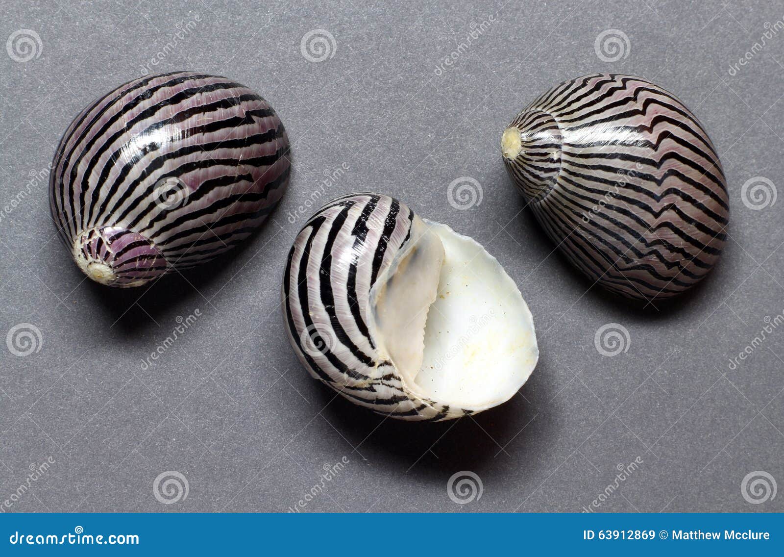 Shell Do Nerite De Turreted Imagem de Stock - Imagem de turvo, concha ...