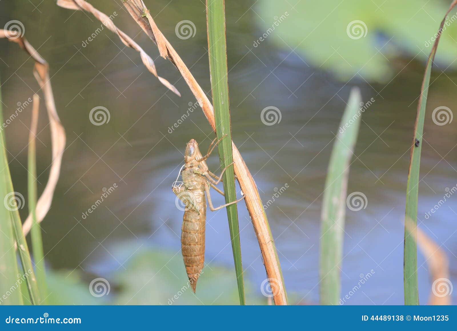 Shell of the Dragonfly stock photo. Image of color, metamorphosis ...