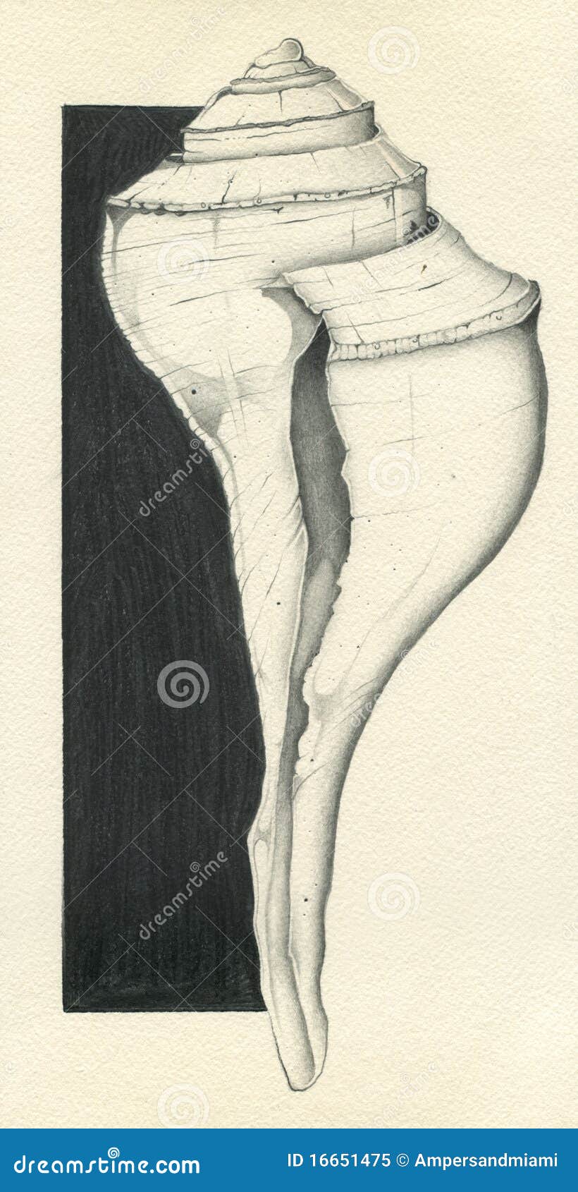 Shell drawing stock illustration. Illustration of shell - 16651475