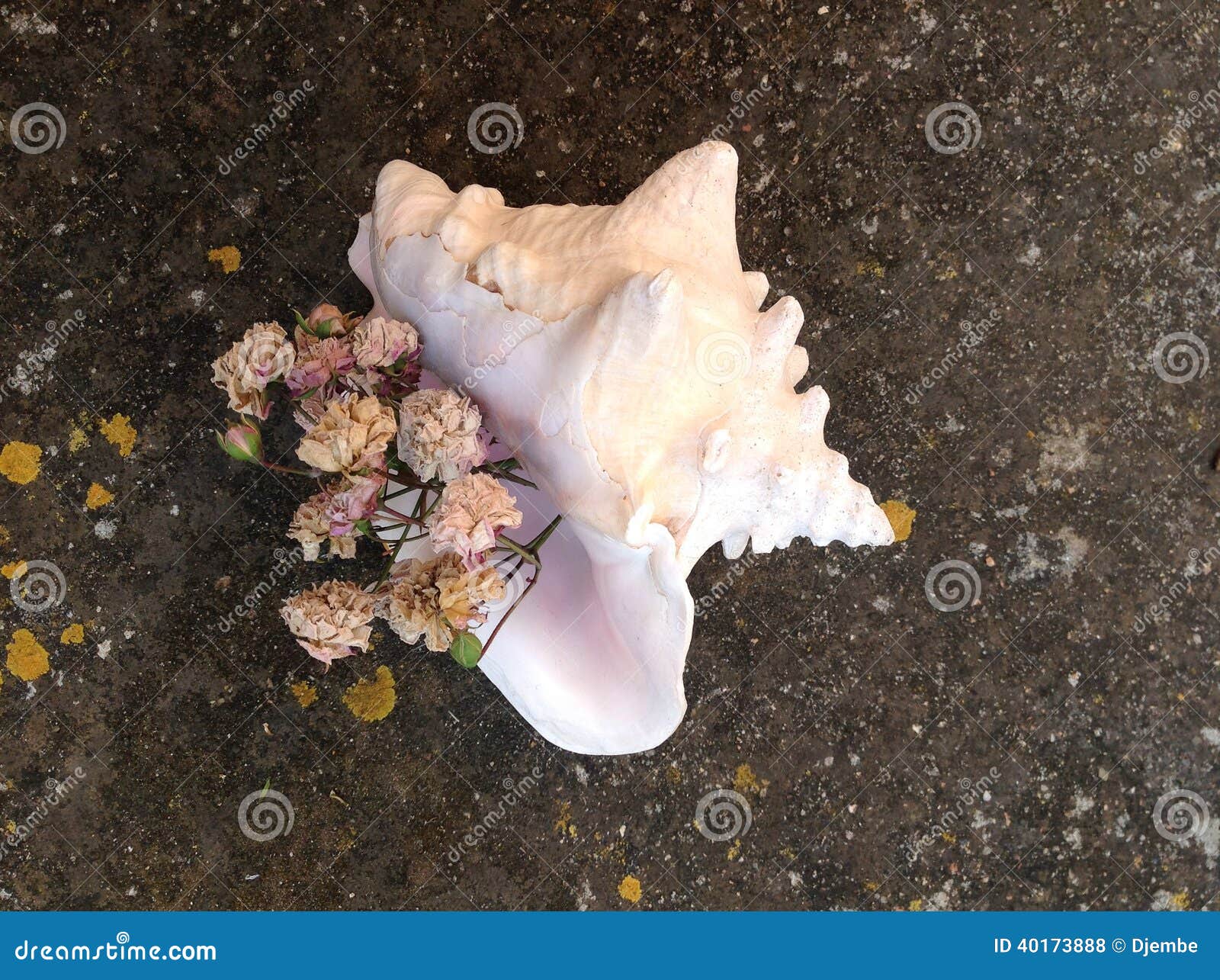 Shell stock photo. Image of rose, composition, still - 40173888