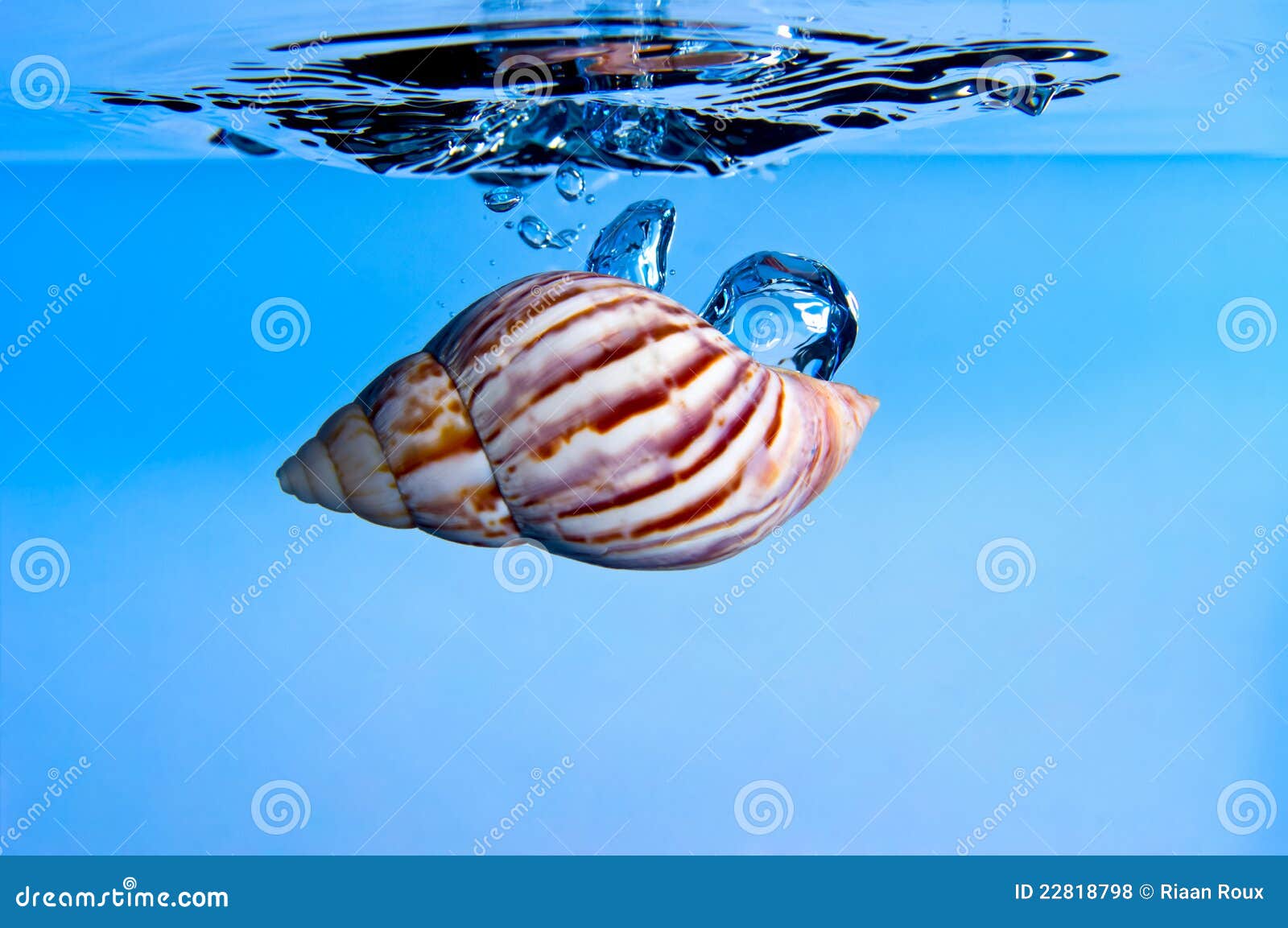 Shell Drop into Water stock photo. Image of splash, water - 22818798