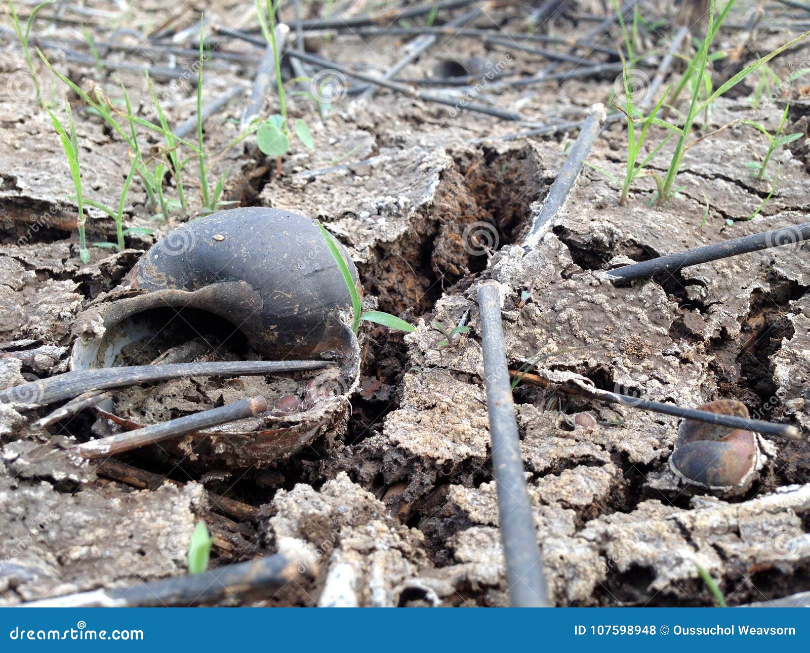 Shell, Dry land with shell stock photo. Image of background - 107598948