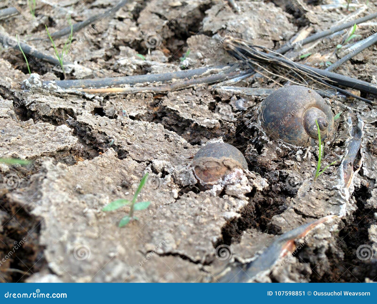 Shell, Dry land with shell stock image. Image of background - 107598851