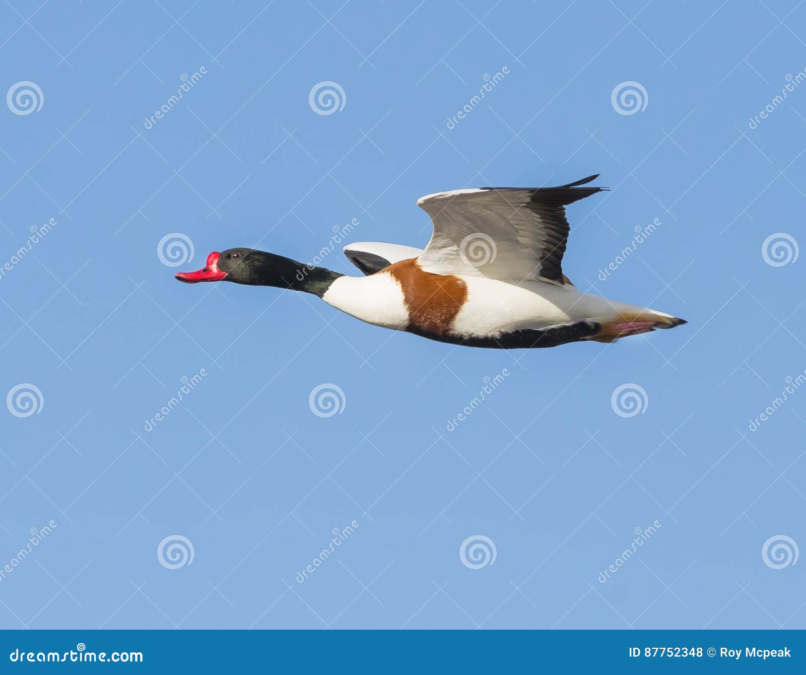 Shell duck stock photo. Image of shell, beak, nature - 87752348