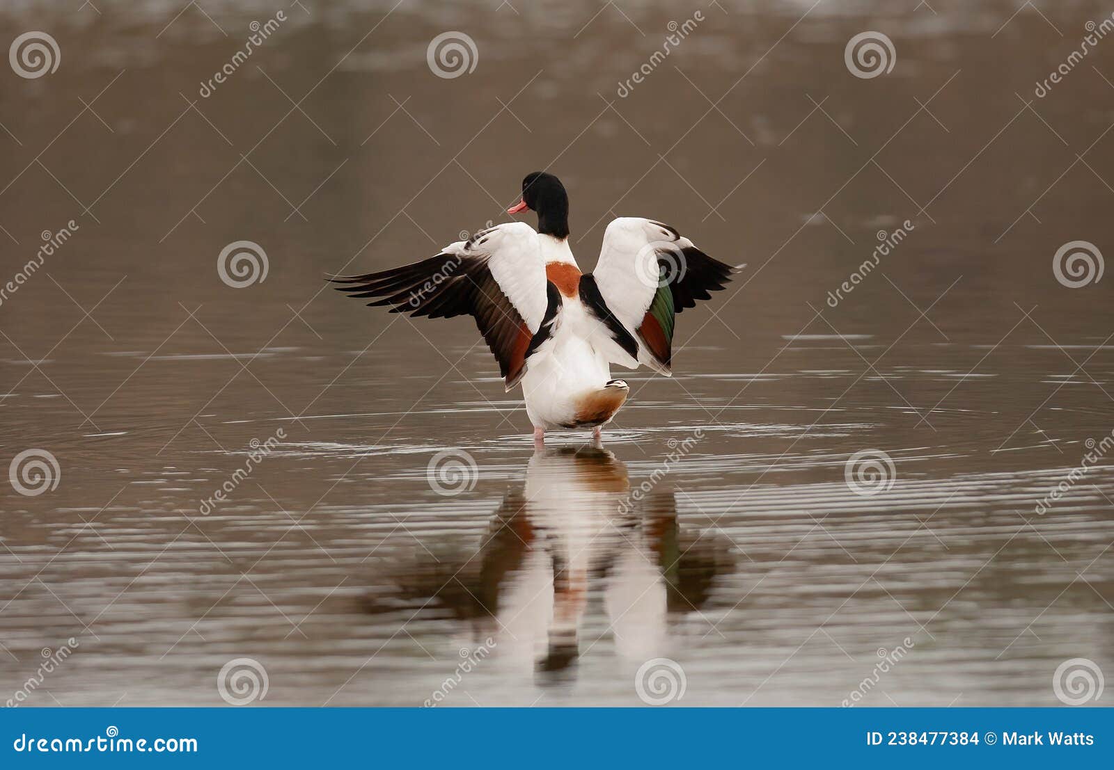 Shell Duck Prepping for Take Off Stock Photo - Image of animal ...
